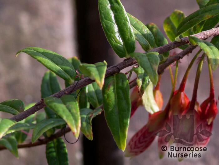Agapetes from Burncoose Nurseries