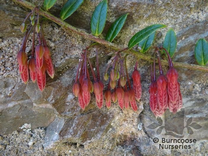 Agapetes from Burncoose Nurseries