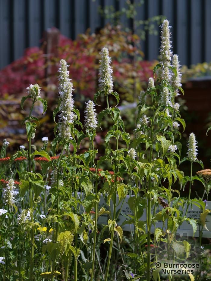 Agastache Foeniculum 'Alabaster' from Burncoose Nurseries