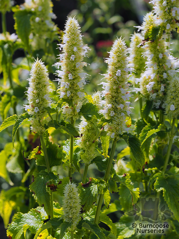 Agastache Foeniculum 'Alabaster' from Burncoose Nurseries