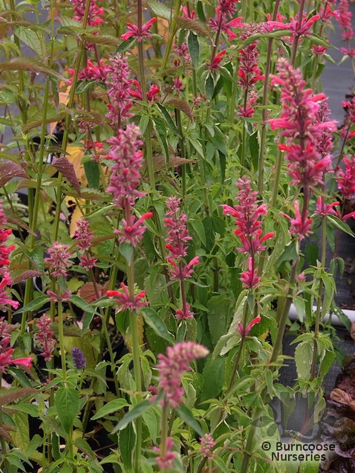 Agastache from Burncoose Nurseries