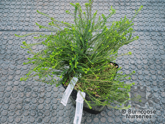 Agathosma Capensis from Burncoose Nurseries