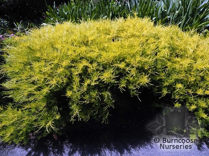 Agathosma Pulchella from Burncoose Nurseries