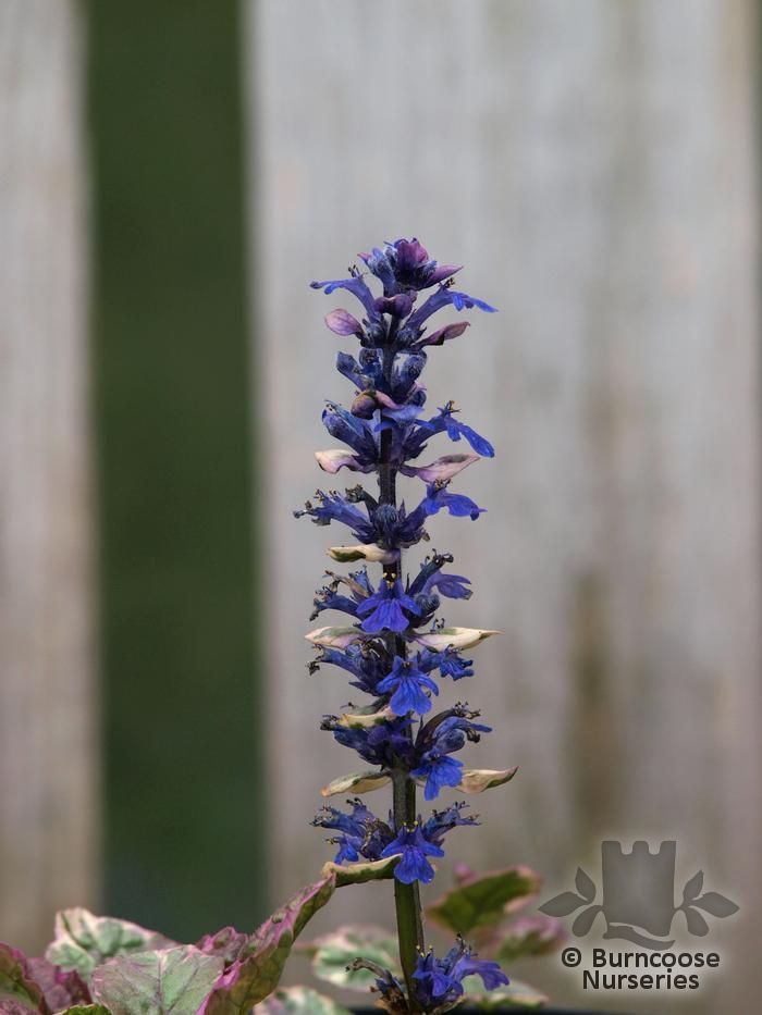 Ajuga Reptans 'Burgundy Glow' from Burncoose Nurseries
