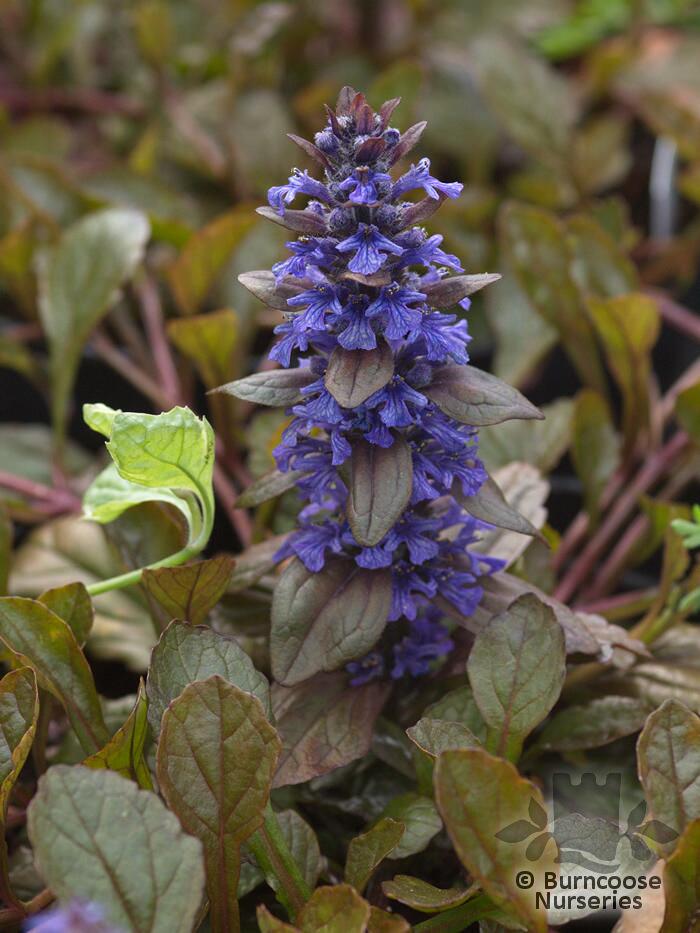Ajuga Reptans 'Multicolour' from Burncoose Nurseries