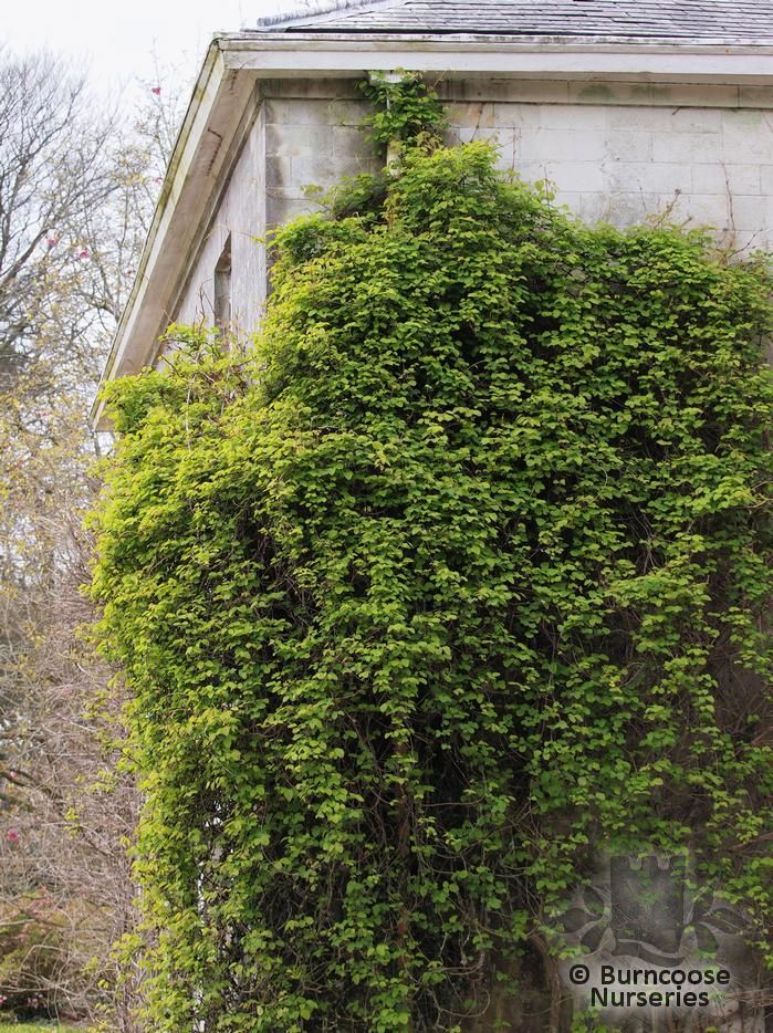 Akebia Quinata from Burncoose Nurseries