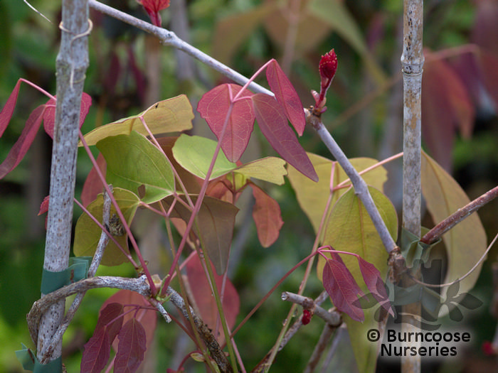 Akebia Trifoliata from Burncoose Nurseries