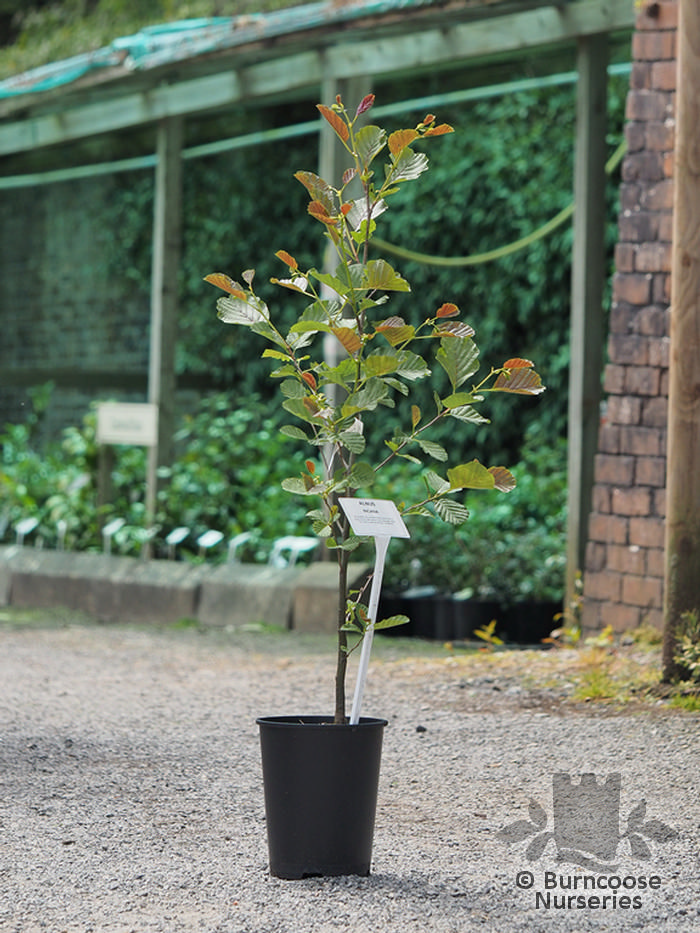 Alnus Incana from Burncoose Nurseries