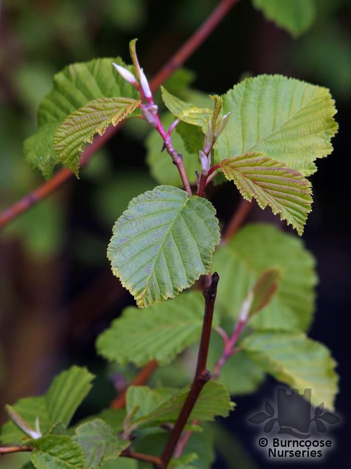 Alnus Incana 'Aurea' from Burncoose Nurseries