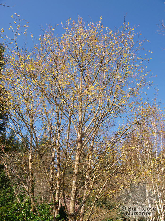 Alnus Incana 'Aurea' from Burncoose Nurseries