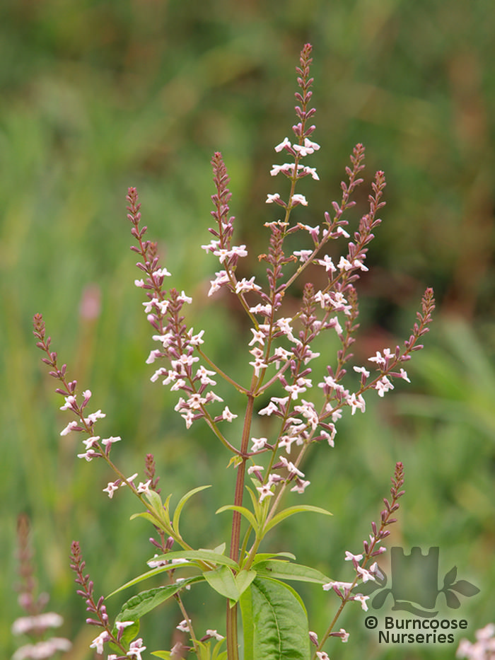 Aloysia Citrodora from Burncoose Nurseries