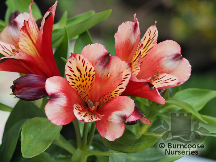 Alstroemeria from Burncoose Nurseries