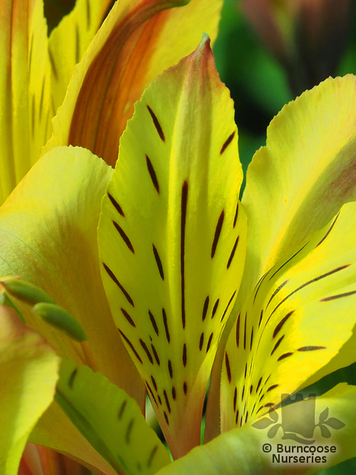 Alstroemeria 'Princess Ariane' from Burncoose Nurseries Dwarf Long ...