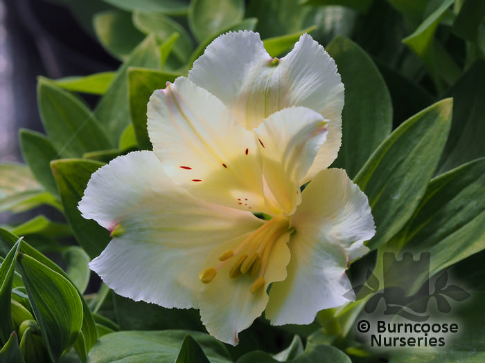 Alstroemeria 'Princess Claire' from Burncoose Nurseries Dwarf Long ...