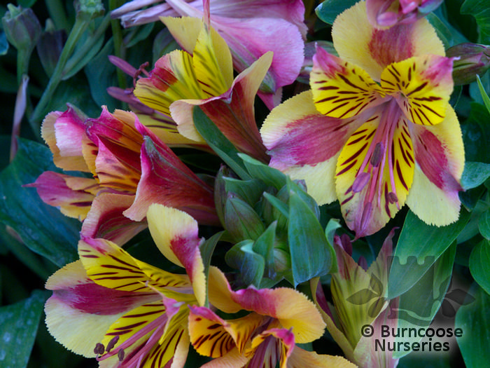 Alstroemeria 'Princess Diana' from Burncoose Nurseries Dwarf Long ...