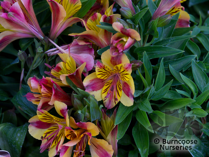 Alstroemeria 'Princess Diana' from Burncoose Nurseries Dwarf Long ...
