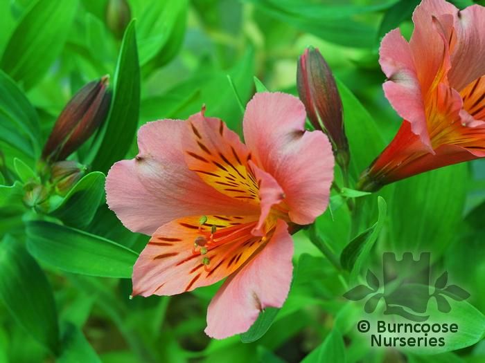 Alstroemeria 'Princess Eliane' from Burncoose Nurseries Dwarf Long ...