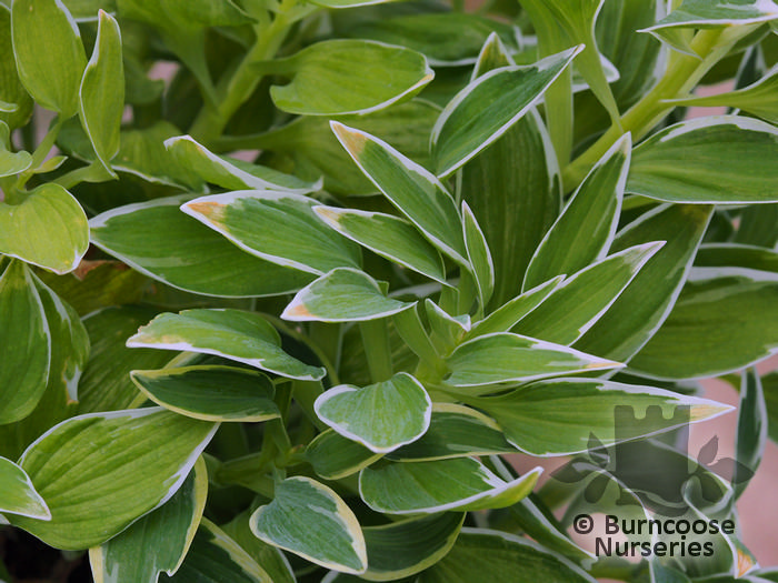 Alstroemeria 'Princess Fabiana' from Burncoose Nurseries Dwarf Long ...