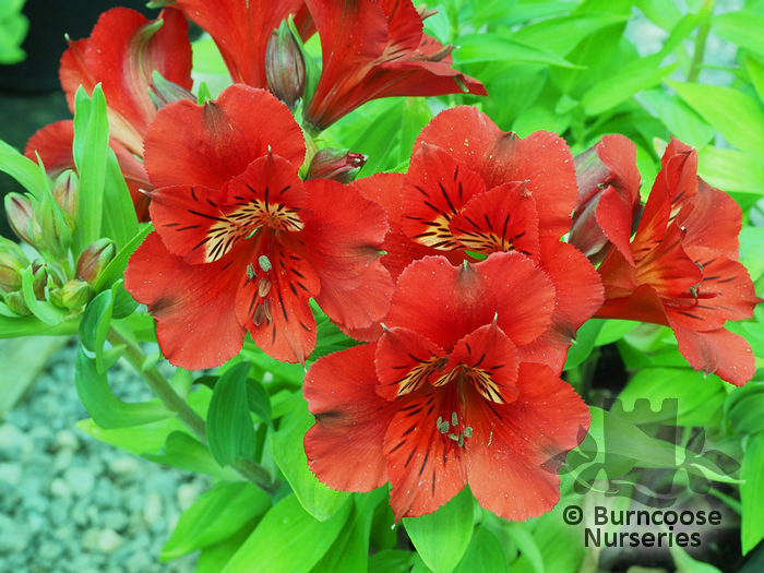 Alstroemeria 'Princess Kate' from Burncoose Nurseries Dwarf Long ...