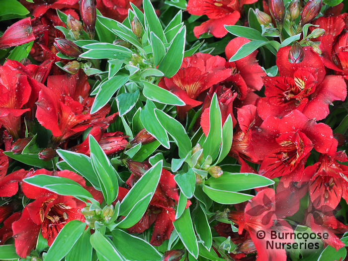 Alstroemeria 'Princess Katiana' from Burncoose Nurseries Dwarf Long ...