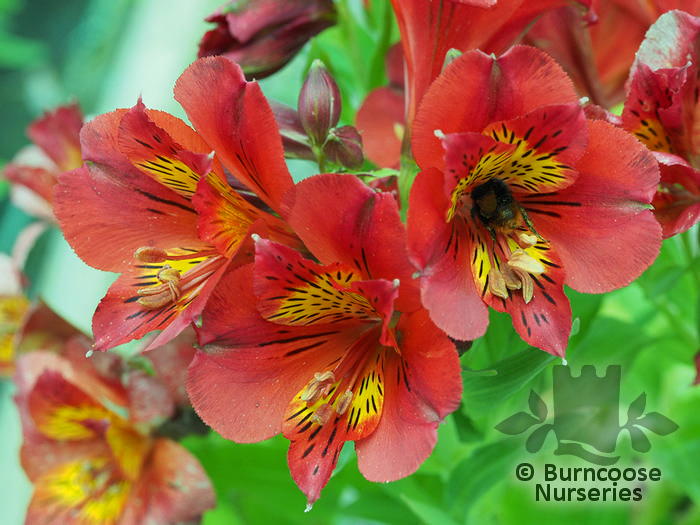 Alstroemeria 'Princess Letizia' from Burncoose Nurseries Dwarf Long ...