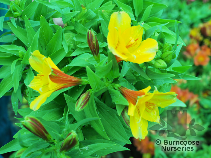 Alstroemeria 'Princess Lisa' from Burncoose Nurseries Dwarf Long ...