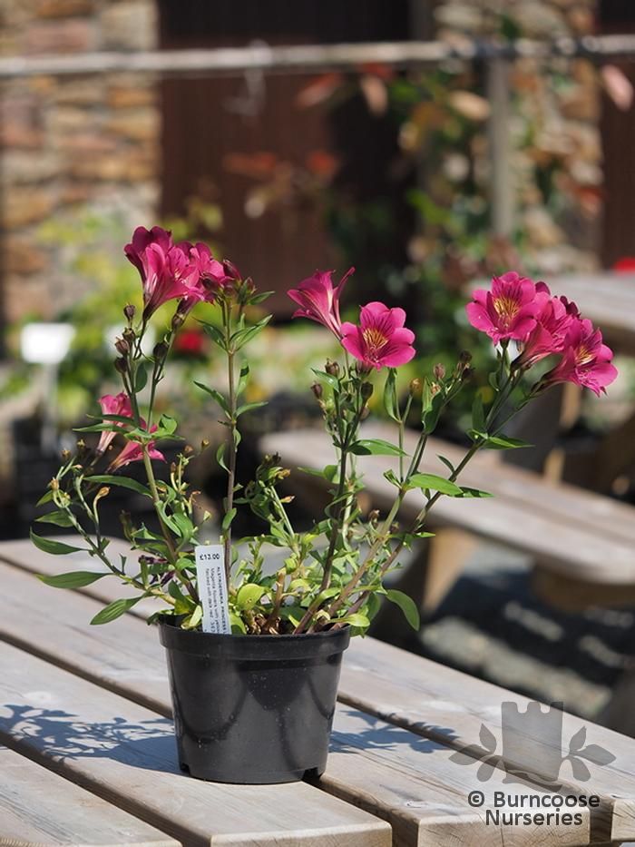 Alstroemeria 'Princess Louise' from Burncoose Nurseries Dwarf Long ...