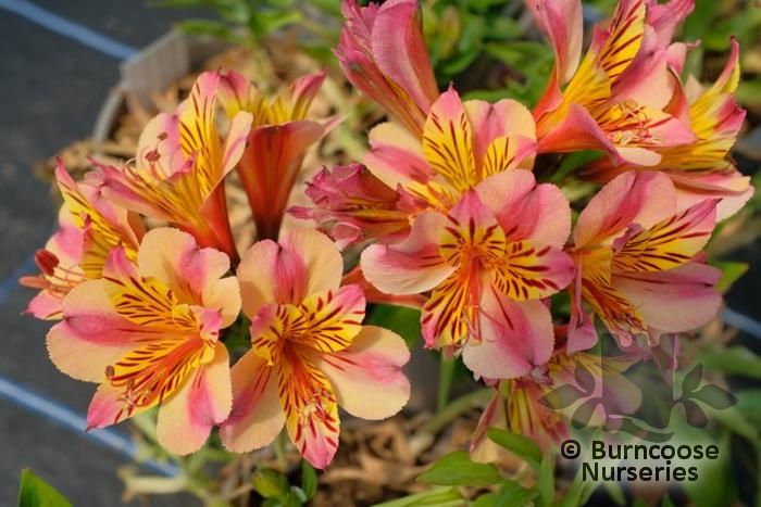 Alstroemeria 'Princess Paola' from Burncoose Nurseries Dwarf Long ...