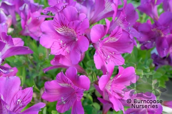 Alstroemeria 'Princess Tamara' from Burncoose Nurseries Dwarf Long ...