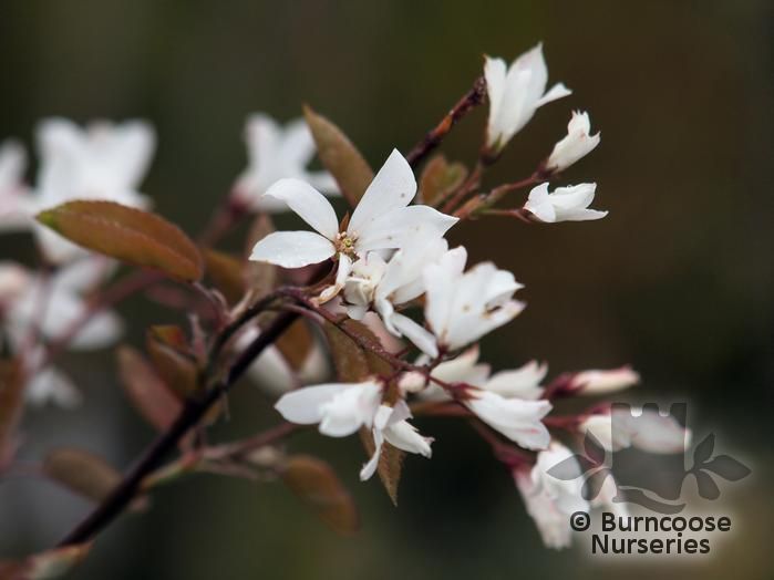 Amelanchier from Burncoose Nurseries