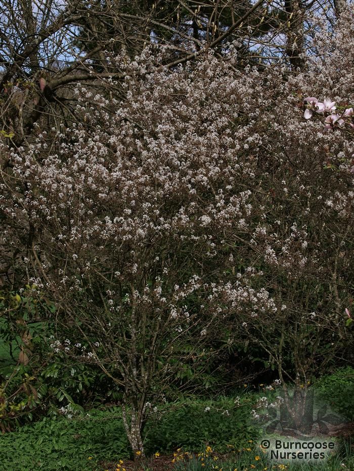 Amelanchier from Burncoose Nurseries