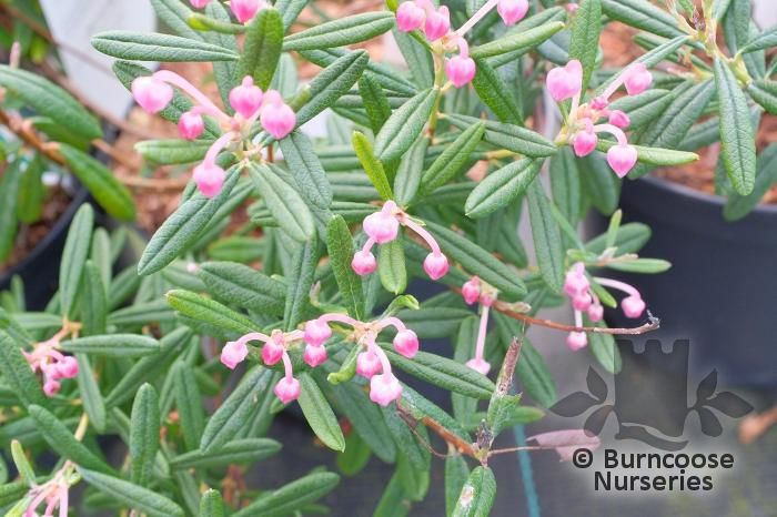 Andromeda Polifolia 'Blue Ice' from Burncoose Nurseries