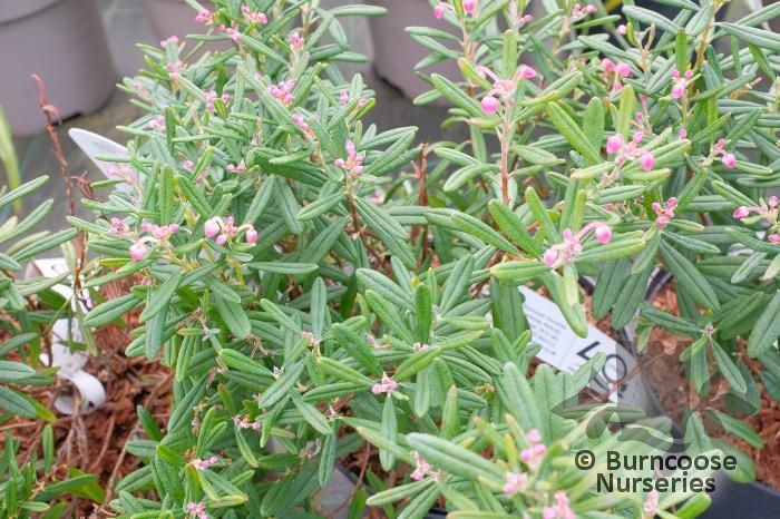 Andromeda Polifolia 'Blue Ice' from Burncoose Nurseries