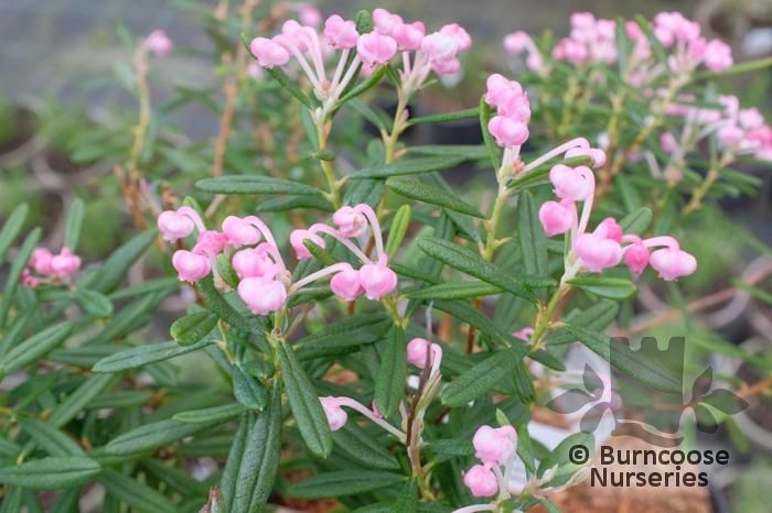 Andromeda Polifolia 'Blue Ice' from Burncoose Nurseries