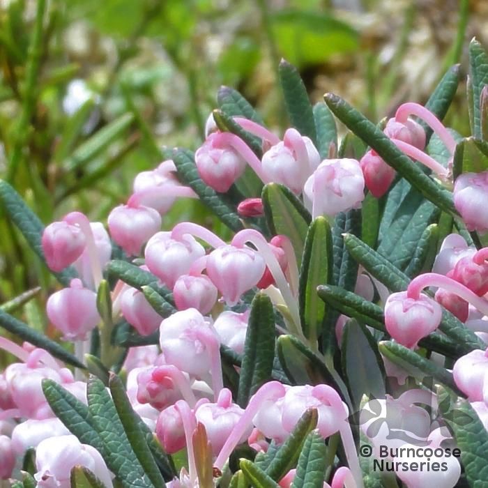 Andromeda Polifolia 'Blue Lagoon' from Burncoose Nurseries