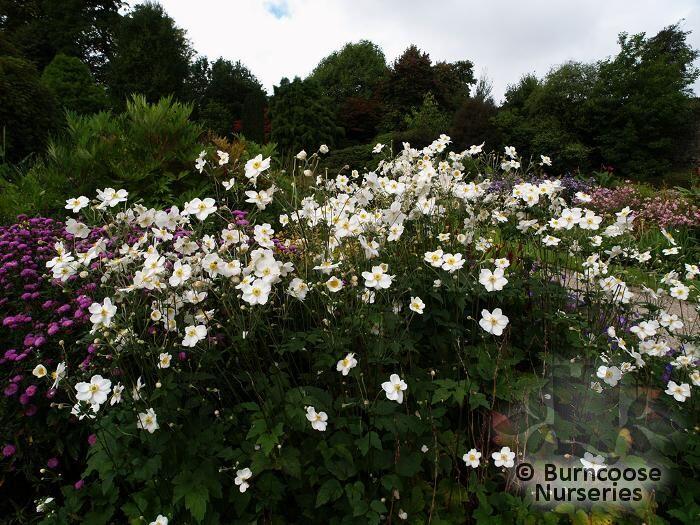 Anemone X Hybrida 'Honorine Jobert' from Burncoose Nurseries