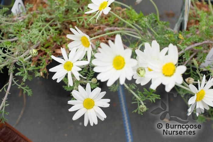 Anthemis Carpatica 'Snow Carpet' from Burncoose Nurseries