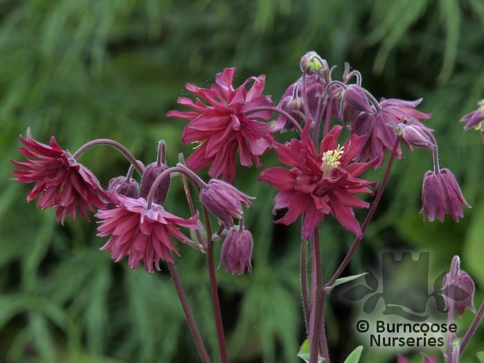 Aquilegia Vulgaris 'Ruby Port' from Burncoose Nurseries