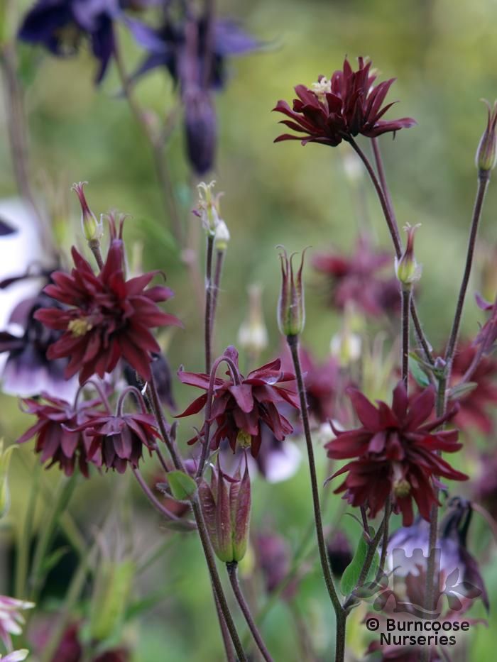 Aquilegia Vulgaris 'Ruby Port' from Burncoose Nurseries