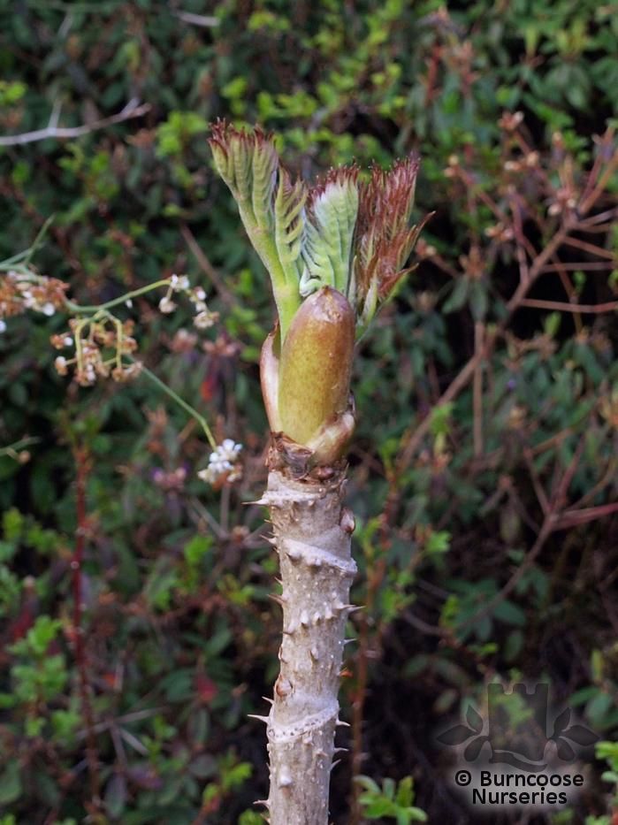 Aralia Elata from Burncoose Nurseries
