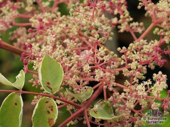 Aralia from Burncoose Nurseries
