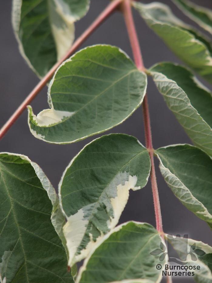 Aralia Elata 'Variegata' from Burncoose Nurseries