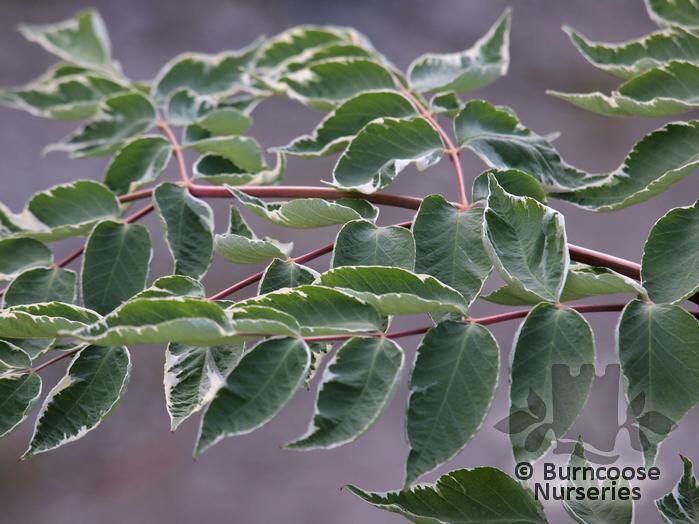 Aralia Elata 'Variegata' from Burncoose Nurseries