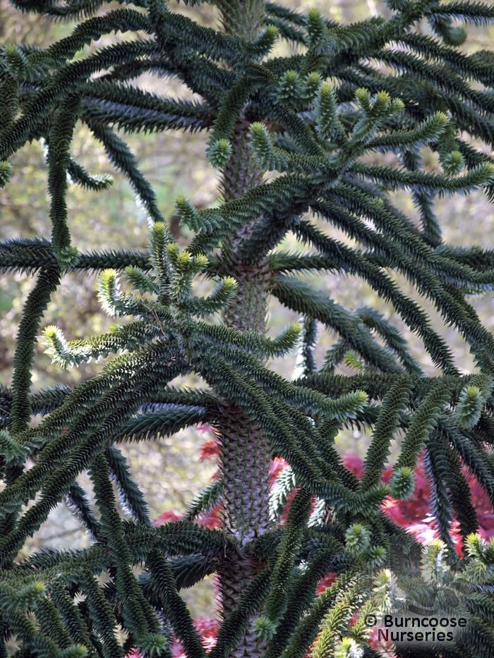 Araucaria Araucana from Burncoose Nurseries