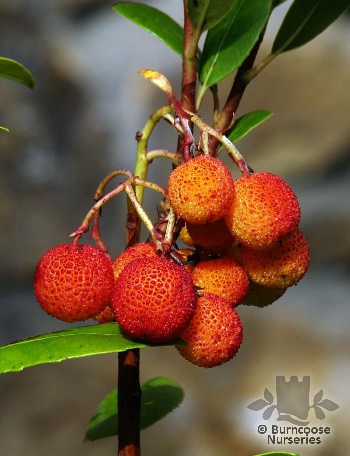 Arbutus Unedo 'Compacta' from Burncoose Nurseries