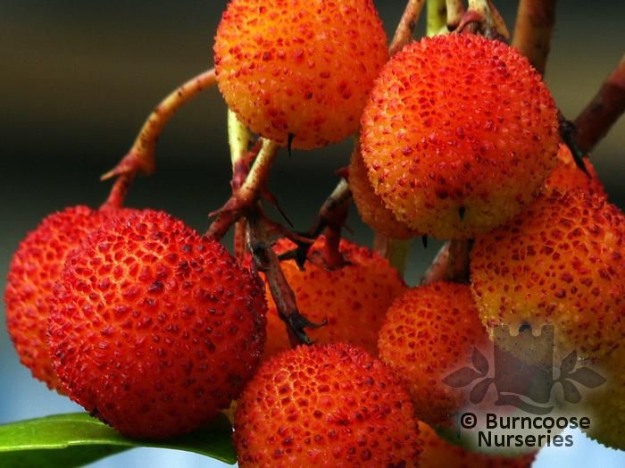 Arbutus Unedo 'Compacta' from Burncoose Nurseries