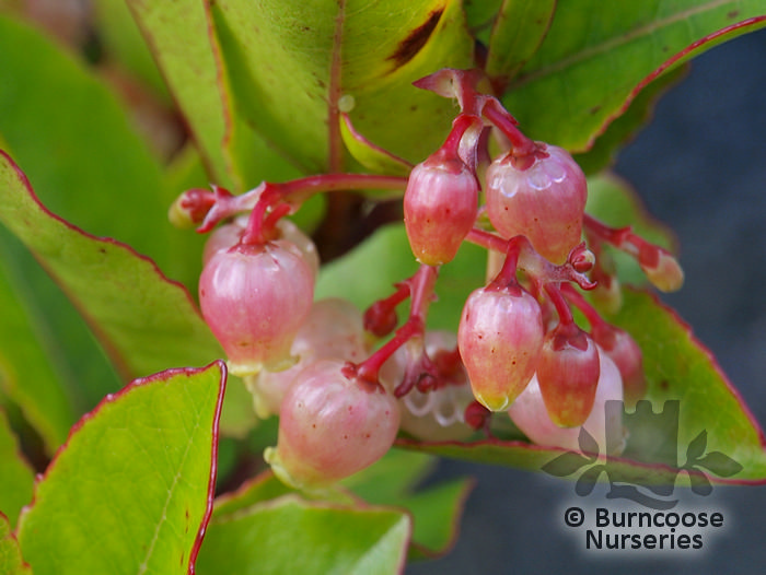 Arbutus Unedo 'Compacta' from Burncoose Nurseries