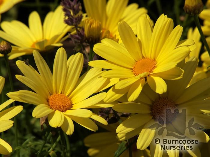 Argyranthemum Frutescens 'Cornish Gold' from Burncoose Nurseries