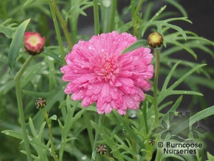 Argyranthemum Frutescens 'Raspberry Ruffles' from Burncoose Nurseries
