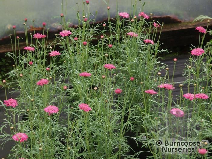 Argyranthemum Frutescens 'Raspberry Ruffles' from Burncoose Nurseries